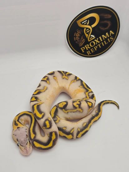 Super Pastel Highway Het Clown Ball Python by Proxima Reptilis