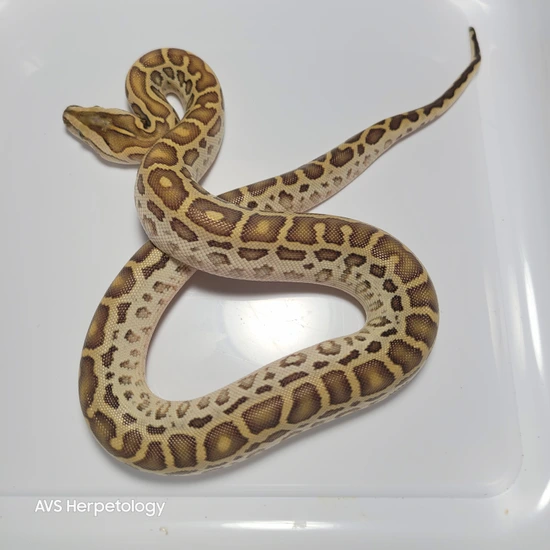 Hypo Burmese Python by AVS Herpetology