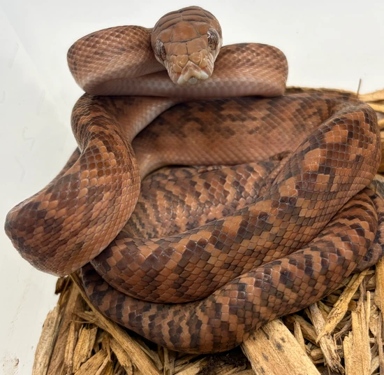 CBB Southern Scrub Python by Python Central