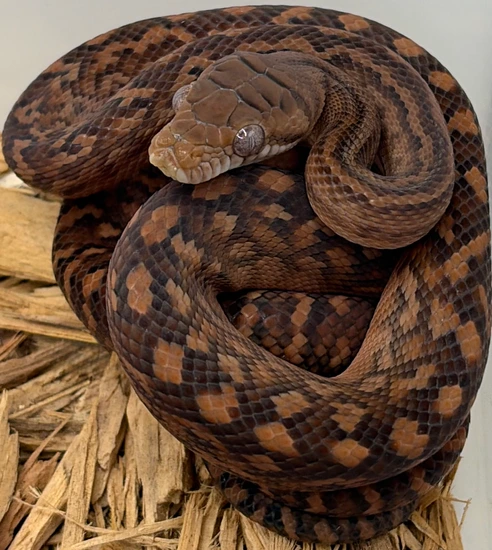 CBB Southern Scrub Python by Python Central