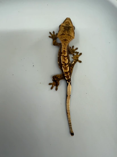 Dashed Pin Harlequin With Portholes Crested Gecko by Dog Gone Geckos