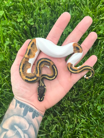 Pied Het Hypo Ball Python by Combat Creations