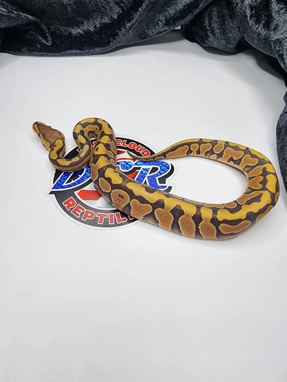 Hypo Puzzle Ball Python by Dark Cloud Reptiles