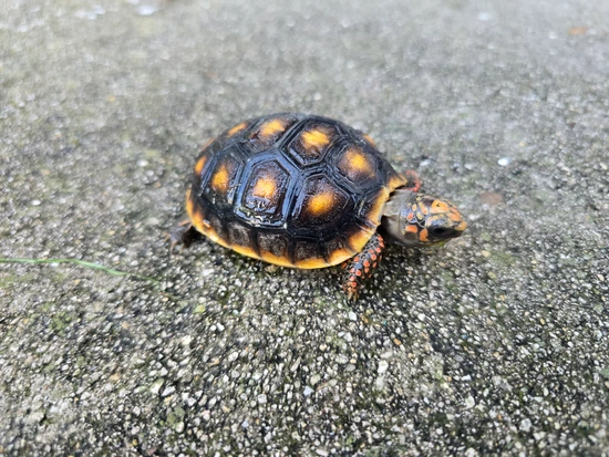 FL Hatched Red Foot Tortoise Red-Footed Tortoise by Triple R - Ryan's ...