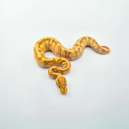 Banana, OD, YB, Fire, Mojave, Enchi, 66% Het Clown Ball Python by SDG ...