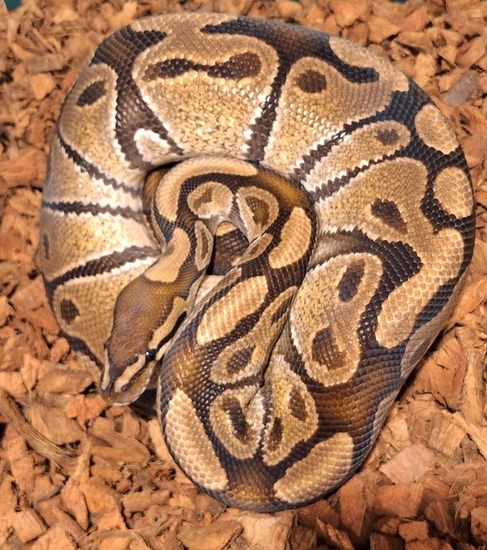Het Puzzle Ball Python by HJS Serpents
