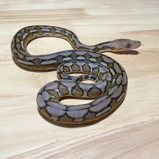 Super Dwarf Tiger Het Albino Reticulated Python by Reach Out Reptiles LLC