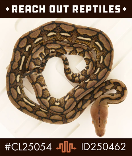 Super Dwarf Tiger Reticulated Python by Reach Out Reptiles LLC