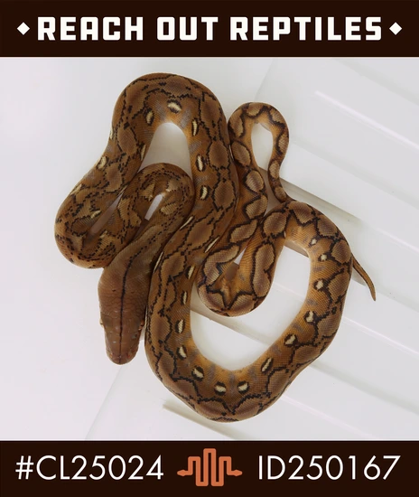 Super Dwarf Sunfire 66% Het Genetic Stripe Reticulated Python by Reach ...
