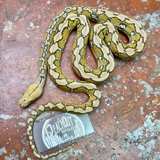 Dwarf Caramel Albino 66% Het Anery Reticulated Python by Reach Out ...