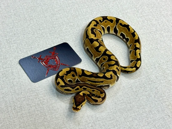 Puzzle Ball Python by Ectothermic Dungeon Inc.
