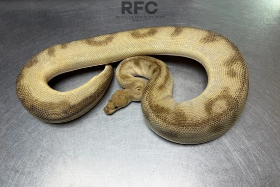 Champagne Clown Ball Python by Reptiles for Centuries USA