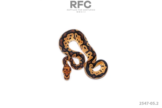 OD Clown TH Ultramel Hypo Pied Ball Python by Reptiles for Centuries USA