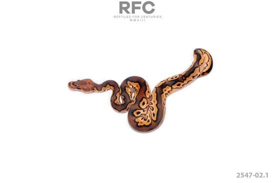OD BP (YB) Clown DH Hypo Pied Ball Python by Reptiles for Centuries USA