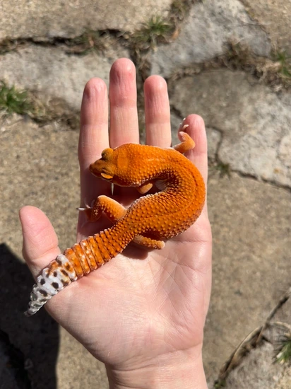 Purple Head Tangerine Leopard Gecko by Reptile Ridge