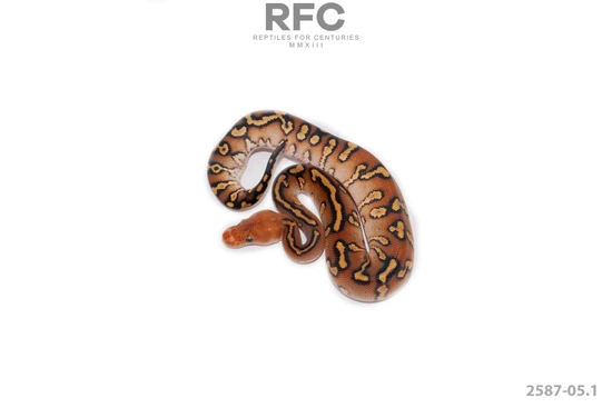 Cypress Nyala YB Clown Het DG Ball Python by Reptiles for Centuries
