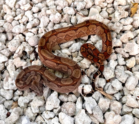 Chun Ku Pastel Key West 100% Het CA T+ Albino PH Blood(El Diablo) Boa ...