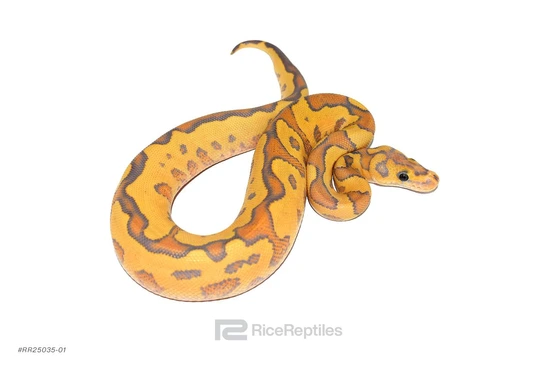 Fire YB Hypo Clown Het DG Ball Python by Rice Reptiles
