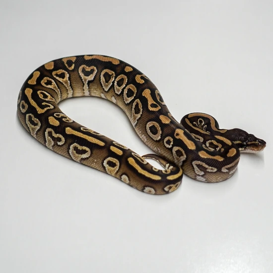 Hurricane Mojave Het Rainbow 66% Hypo Ball Python by Righteous Reptiles ...