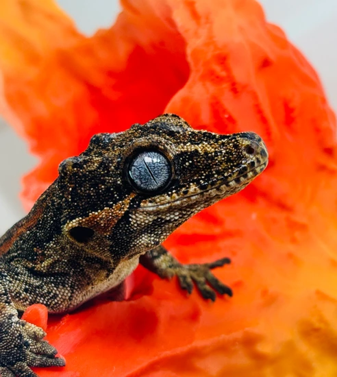 2023 Dark W/orange Stripes Gargoyle Gecko by Ruby Mountain Geckos