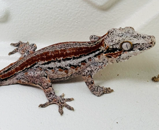 2025 Orange & Black Stripe Gargoyle Gargoyle Gecko by Ruby Mountain Geckos