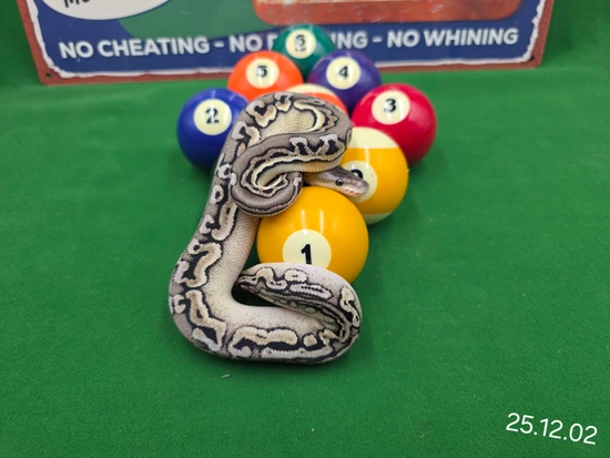 Pewter Puzzle Ball Python by Ball In Hand Pythons LLC