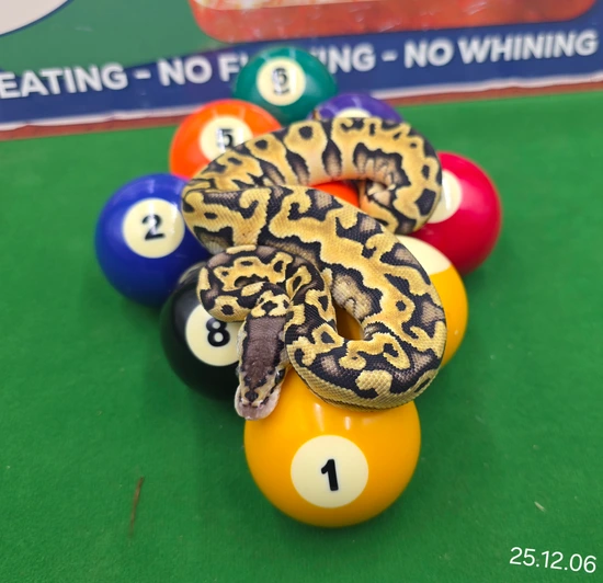 Pastel Puzzle Ball Python by Ball In Hand Pythons LLC
