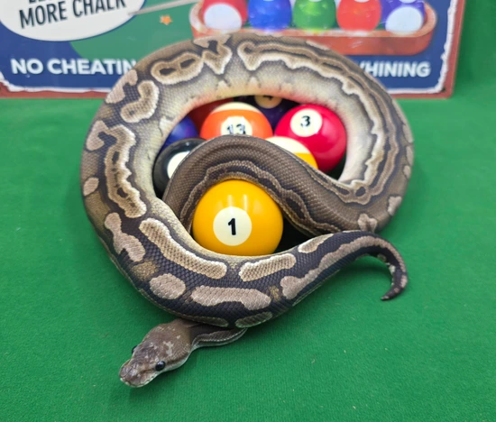 Cinnamon Puzzle Ball Python by Ball In Hand Pythons LLC
