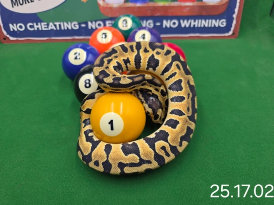 Pastel Puzzle Ball Python by Ball In Hand Pythons LLC