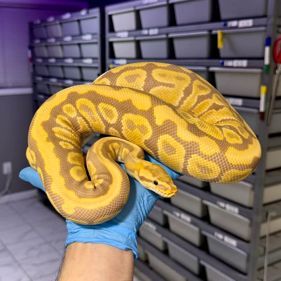 Spotnose Candy Het Clown Ball Python by Reagan Renee Royal Pythons