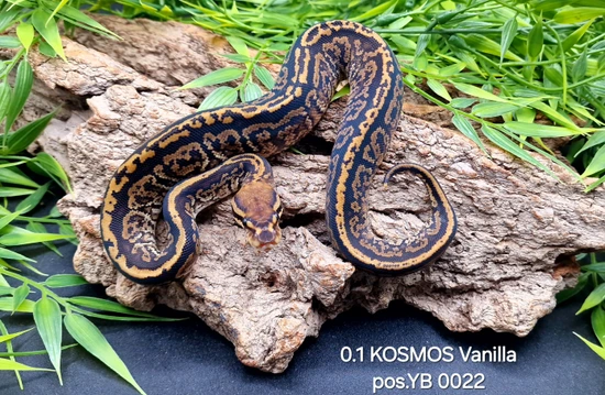 KOSMOS Vanilla Pos. YB Ball Python by REPTIZON s.r.o.