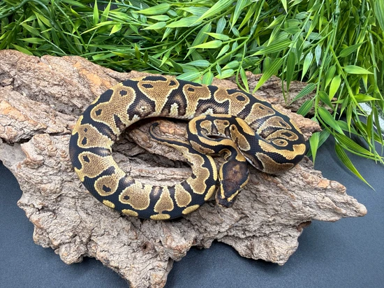 Classic DH Hypo Puzzle YB Or Gravel 66% Het Piebald Ball Python by ...