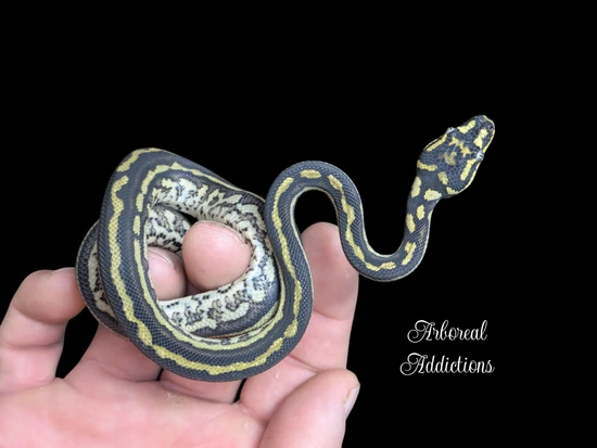 Palmerston OC Jungle Jungle Carpet Python by Arboreal Addictions