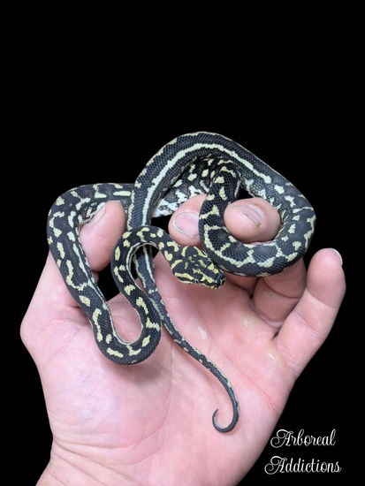 Palmerston OC Jungle Jungle Carpet Python by Arboreal Addictions
