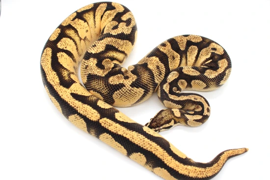 Super OD YB Pastel Ball Python by Extraordinary Exotics
