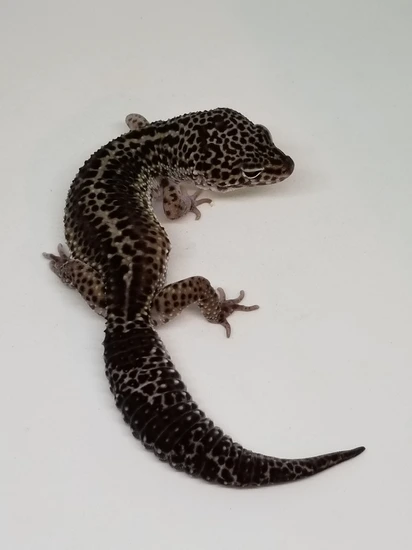 (PROVEN BREEDER) "Gothic Line" Mack Snow Bold Stripe Akoya (Black Night ...