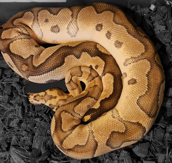 Orange Dream Fire Clown Ball Python by Sandoval Exotics