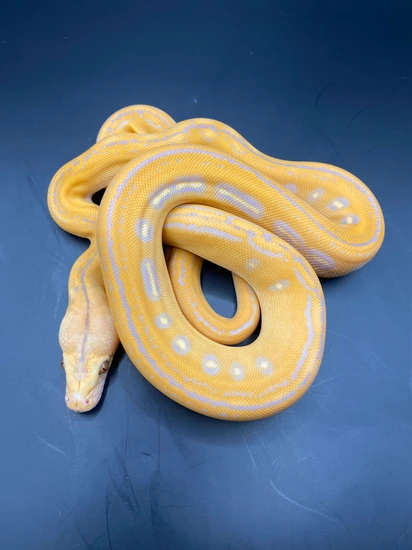 Dwarf Goldenchild Tiger Purple Albino 66% Het Anery (Snow) 37.5% ...