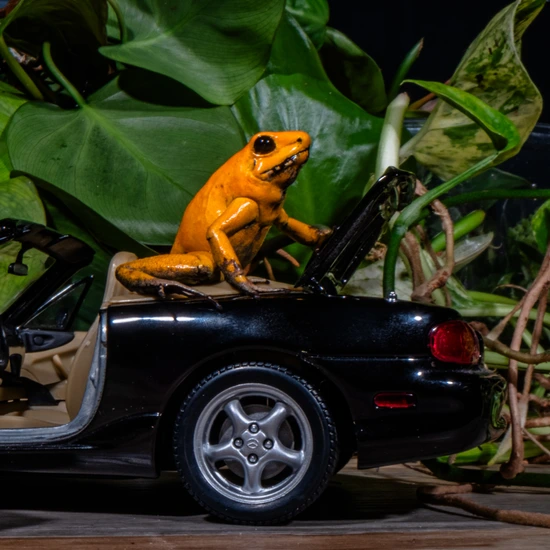 Phyllobates Terribilis Orange Tadpoles Other Dart Frog by Pick Your ...