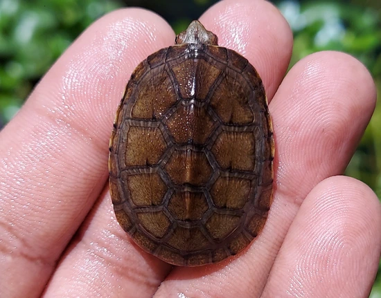 CB 26 Tabasco Mud Turtle Hatchling Mud & Musk Turtles by Shelled Friends