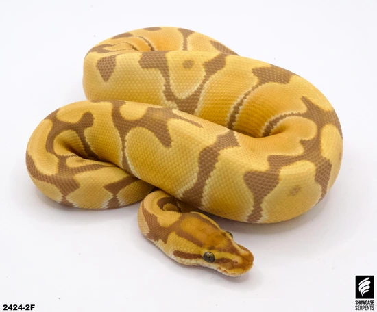 Enchi Blade Ultramel Desert Ghost Het Clown Ball Python by Showcase ...