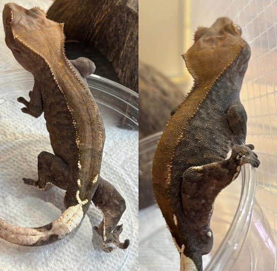 Dark Phantom Crested Gecko by Sphinx Geckos
