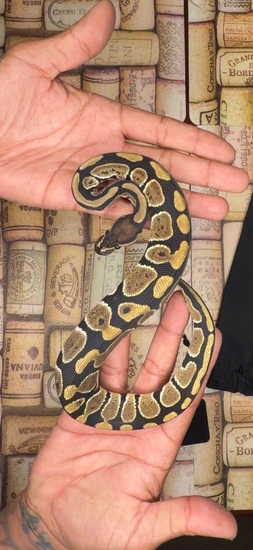 Chocolate TH Hypo DG Puzzle Ball Python by Haynes Gang Morphs