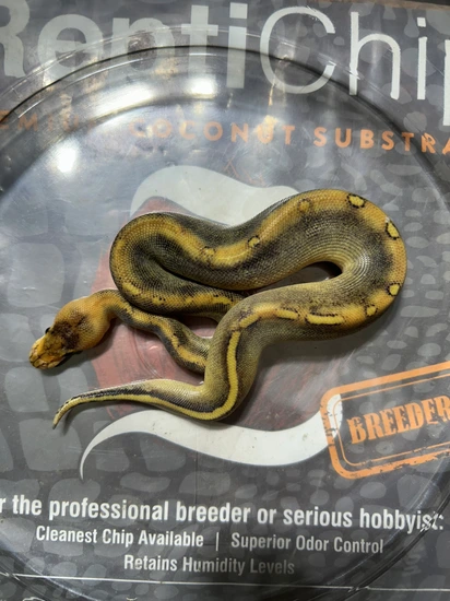 Champagne Black Pastel Ball Python by Reptile Hobbies