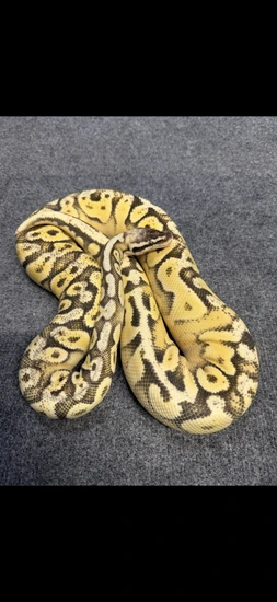 2020 Breeding Pair Ball Python by Greg Smeltzer