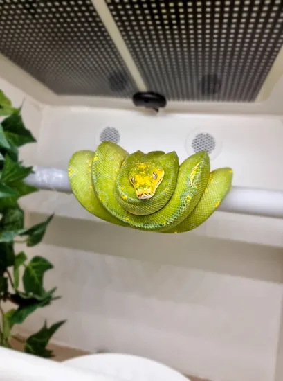 Sorong High Yellow X Arfak Green Tree Python by The-snakes Garage