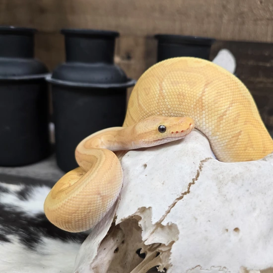 Pastave Banana Pinstripe "MC" Ball Python by Midgard Morphs