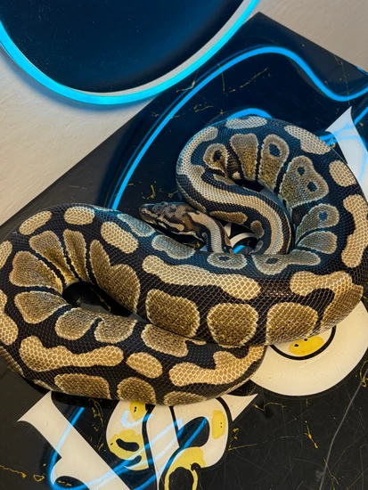 1950 Grams | 0.1 Spotnose TH Ultramel Hypo Clown Ball Python by 6ix 6ix ...