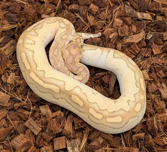 Lesser Hypo Clown Het DG Ball Python by Steel City Feeders