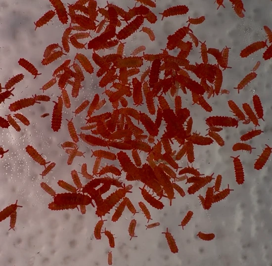 25 Count Lobella “Thai Red” More Invertebrate by Stella’s Springtails